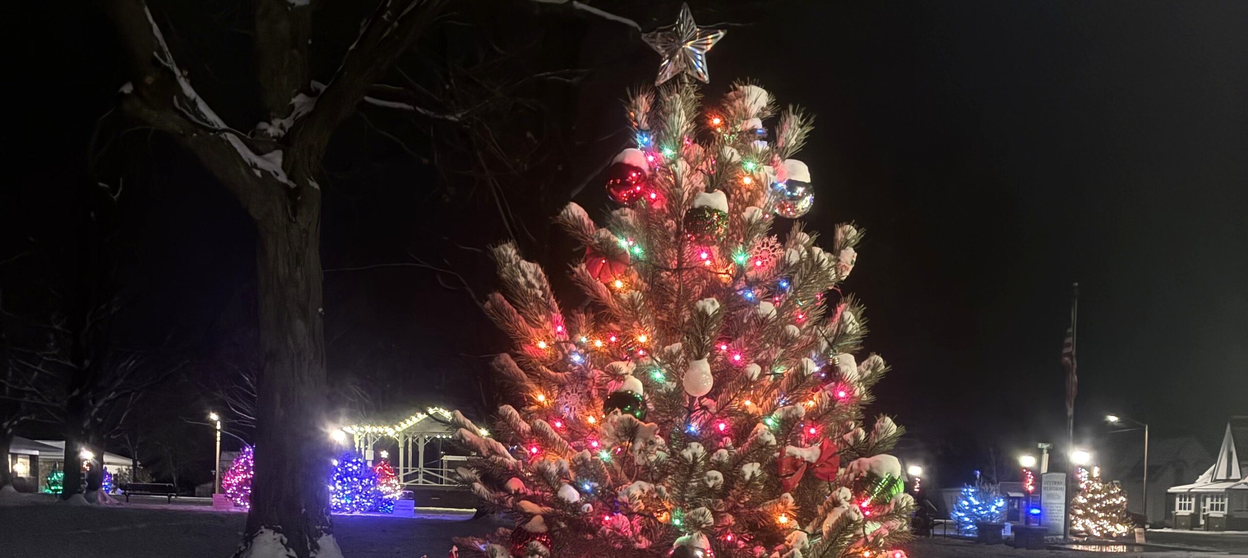 Trees on the Square 2025